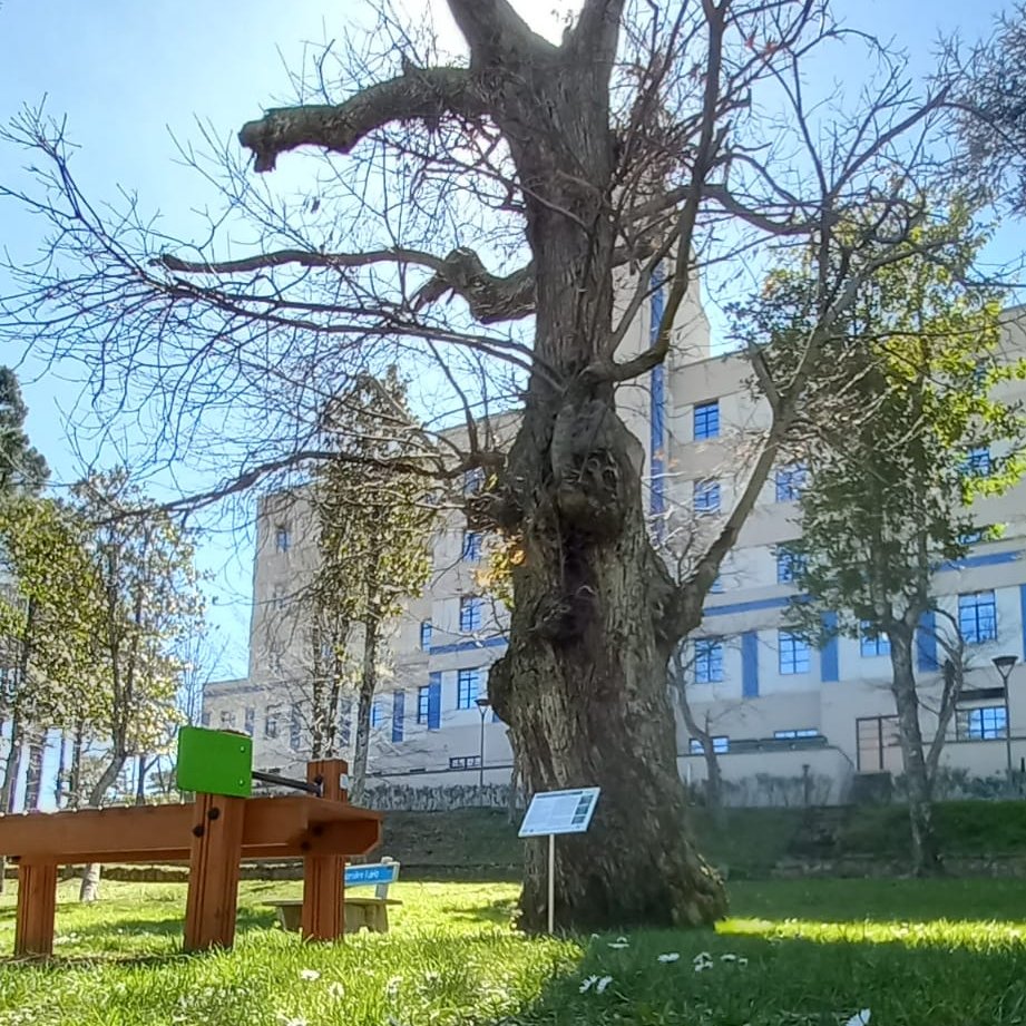 Agerola: il comune dichiara monumenti due alberi della città